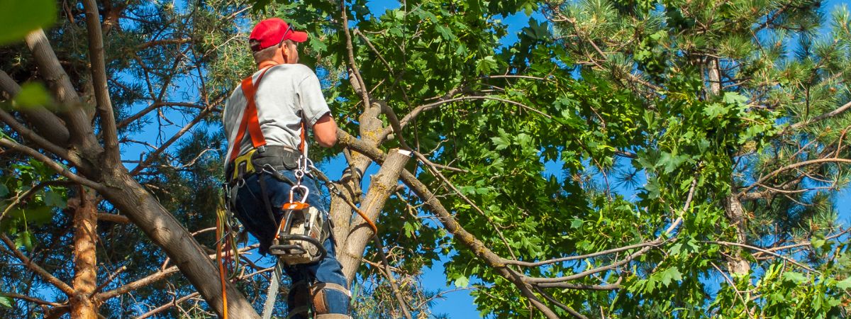 #1 Tree Removal RI | Experienced Arborists You Can Count On